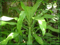 Pèrègún – A folha Ancestral | Candomblé